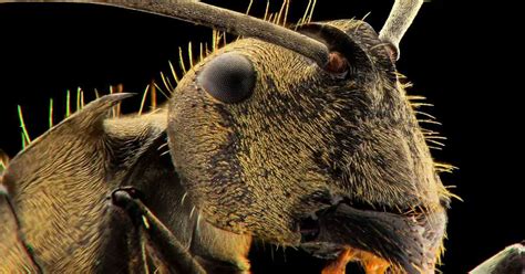 How Do Ants Look Like Under A Microscope Explained