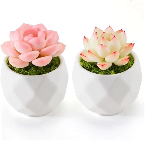 9 Best Desktop Plants For 2026 Expert Picks For Your Workspace