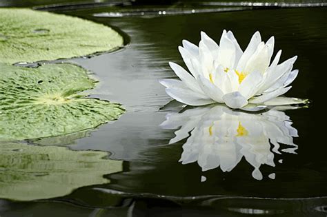 zen calm gif lotus ดอกบว ดอกไม