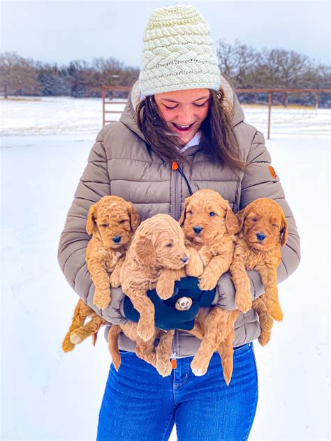 Kurly Ks Doodles In Oklahoma Goldendoodle And Labradoodle Puppies