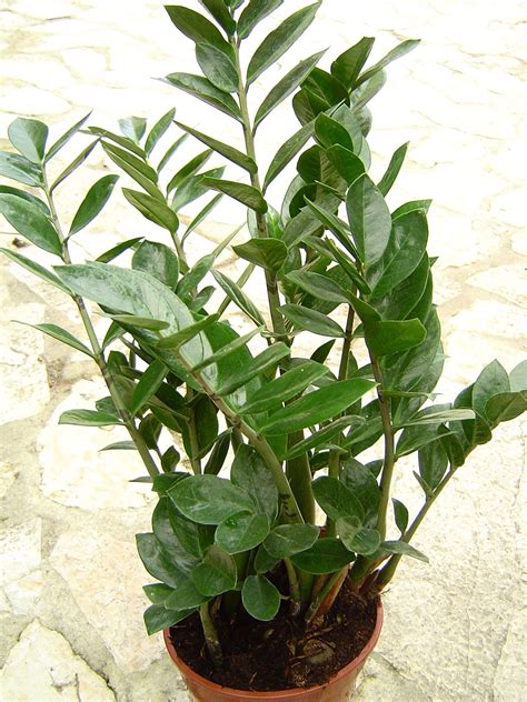 Zz Plant Zamioculcas Zamifolia All You Need To Know Ispru
