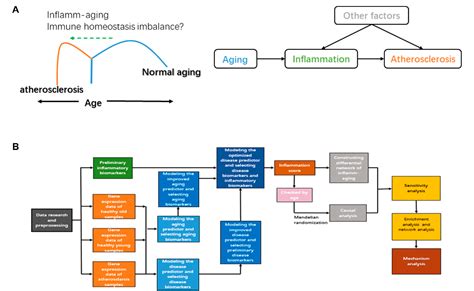 Figure 1 From The Inflamm Aging Model Identifies Key Risk Factors In