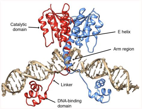 Serine Recombinase Structure Important Regions Within Each Recombinase Download Scientific