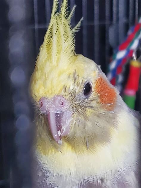 Her Nostril Is All Weird Rcockatiel