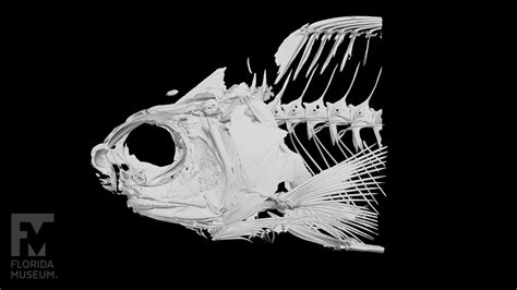 Lesser African Threadfin Ct Scan Polynemidae 3d Model By