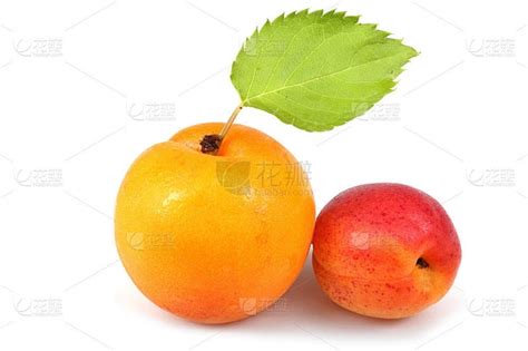杏与叶素材 花瓣网