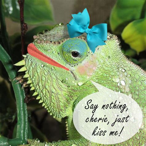 Funny Chameleon Quotes Artist Creates Queer Chameleon Comics Where The