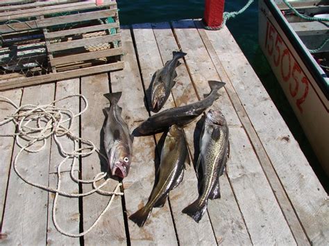 Cod Jigging Fishing At Prime Berth In Newfoundland Canada