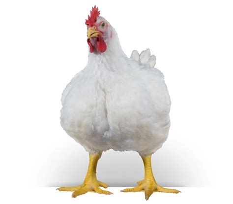 Arbor Acres Vs Ross A Poultry Profitability Comparison Arbor Acres