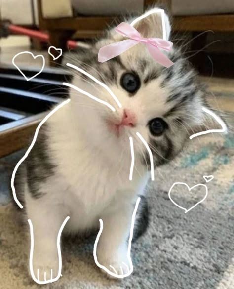 Kawaii Cat Pfp