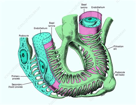 Podocytes On A Glomerulus Stock Image C0526586 Science Photo Library