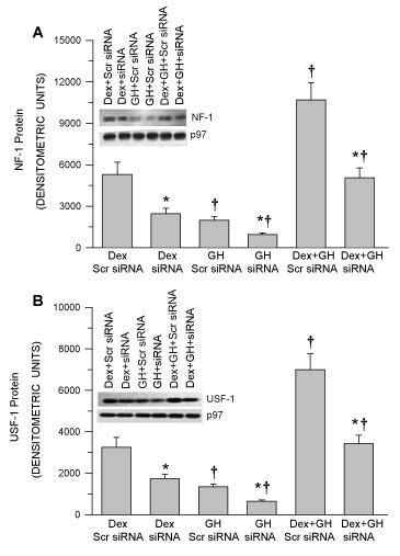 Sex Linked Regulation Of Cyp1a2 In Adult Human Cultured Hepatocytes