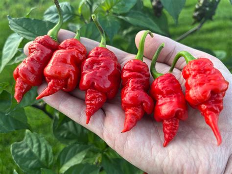 Red X Seeds Superhot Hottest Pepper Variety Etsy