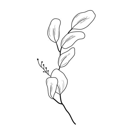 Eucalyptus Tree Drawing Easy At Kay Harrelson Blog