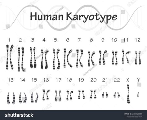 Human Karyotype Diagram Chromosomes Stock Vector Royalty Free 2160626655 Shutterstock