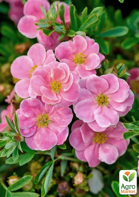 Лапчатка Кустарниковая "Pink Beauty" - Цветущие - купить в Одессе ...