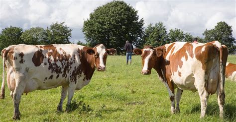 Can Cows Eat Flour Discover The Surprising Truth Vet Advises