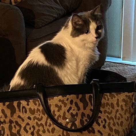 Lilly💋 Lillykelly2991 Snapchat Stories Spotlight And Lenses