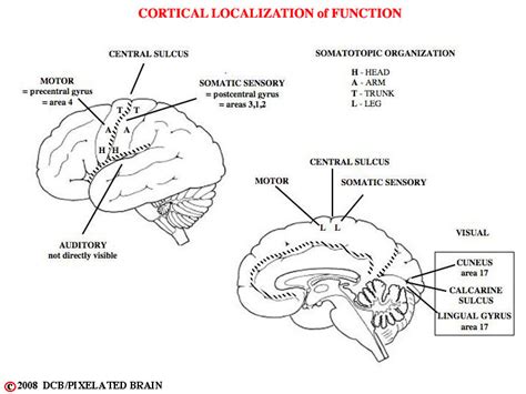 Pixelated Brain Neuroanatomy For Medical Students