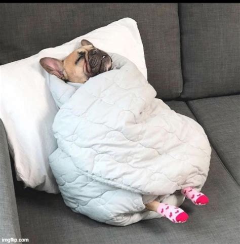 Girl Wrapped In Blanket Meme At Muoi Maguire Blog