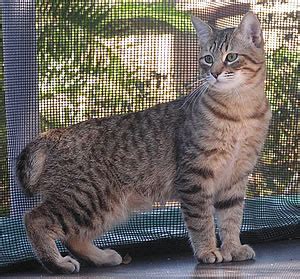 Pixiebob Cat Breed History And Some Interesting Facts