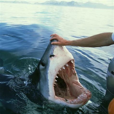Great White Boop Raquaticasfuck