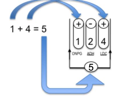 Api 20e Identification System 5 29 Flashcards Quizlet