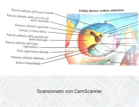 Ossa Del Cranio Flashcards Quizlet