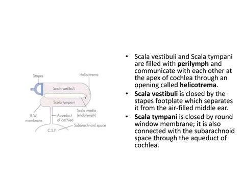 Otology Points And Post Auricular Abscessespptx