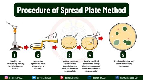 Spread Plate Method Principles Procedures And Applications