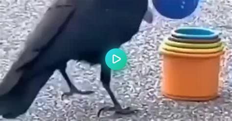 Intelligence Album On Imgur