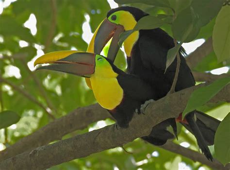Two Black Mandibled Toucans Mating In The Wild Mike Stys Flickr
