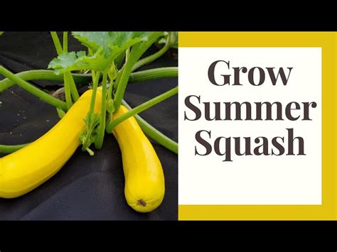 Summer Squash Growing Conditions