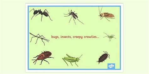 Insect Poster Twinkl Display Resources