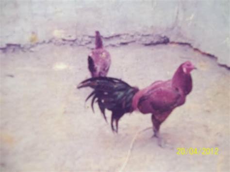 Roberto Kuan Lambruschini