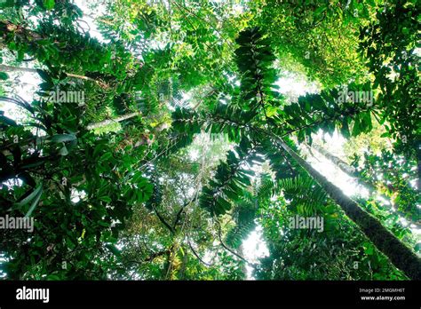Inside The Amazonian Forest One Of The Most Important Ecosystem In The