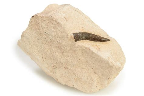 83 Fossil Polycotylid Plesiosaur Thililua Tooth Asfla Morocco