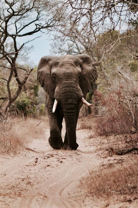 [1000 ] Elephant Pictures