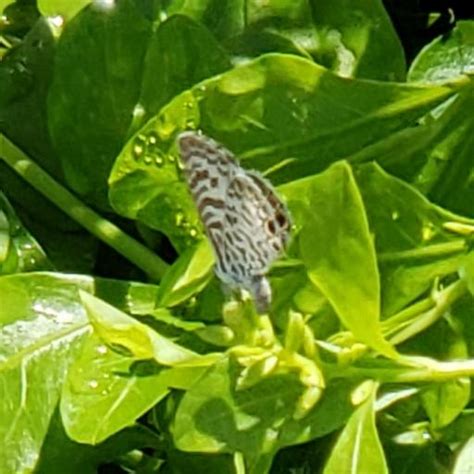 Cassius Blue Leptotes Cassius Insect Identification Guide Habitat