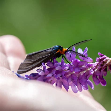 Spiritual Meaning Of A Moth Landing On You Awakening State