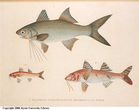 Polydactylus Plebeius Broussonet 1782