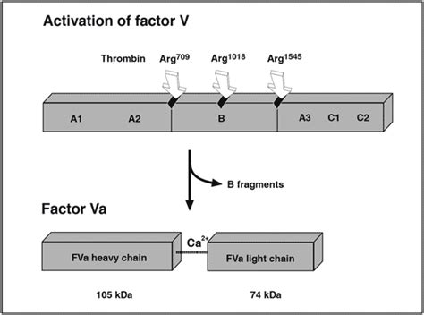 Activated Protein C Apc And Factor V Leiden Diapharma
