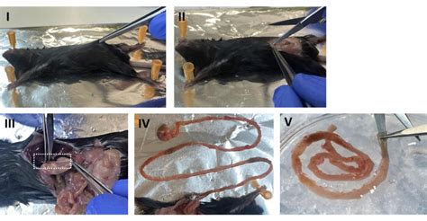 Mouse Dissection I Place The Mouse In A Supine Position And Spray Download Scientific