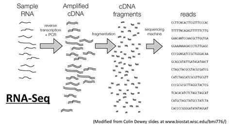 rna seq数据构成原理 每一条reads来自哪一条转录本 csdn博客