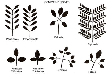 Bipinnately Compound Leaf