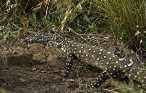 Lizards Art Prints Posters And Puzzles