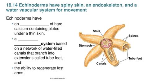 Animal Evolution And Diversity Part Ii Ppt Download