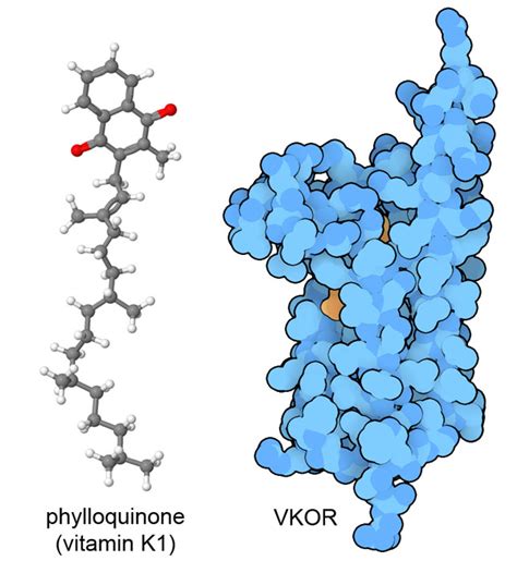 Pdb 101 Molecule Of The Month Vitamins