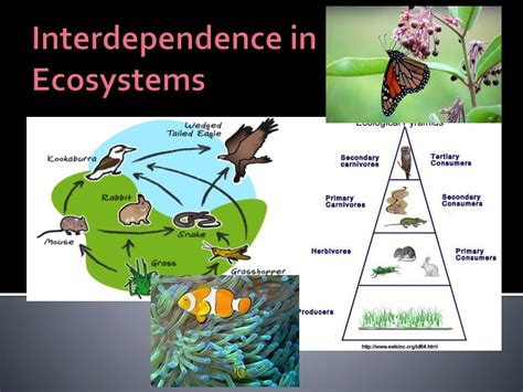 Ppt Interdependence In Ecosystems Powerpoint Presentation Free Download Id 2737153