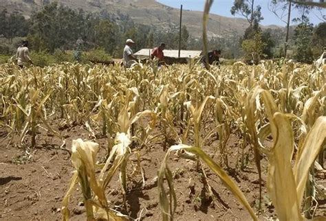 Cada Año Se Estaría Perdiendo 5 De La Producción Agrícola Y Ganadera A